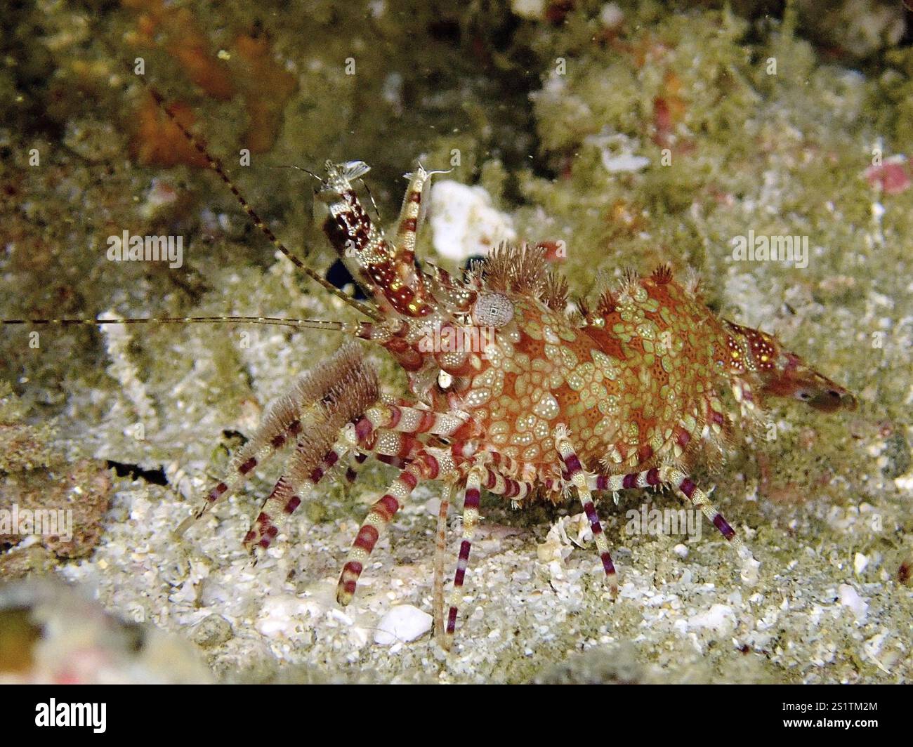 Shrimp with complex pattern, common marble shrimp (Saron marmoratus ...