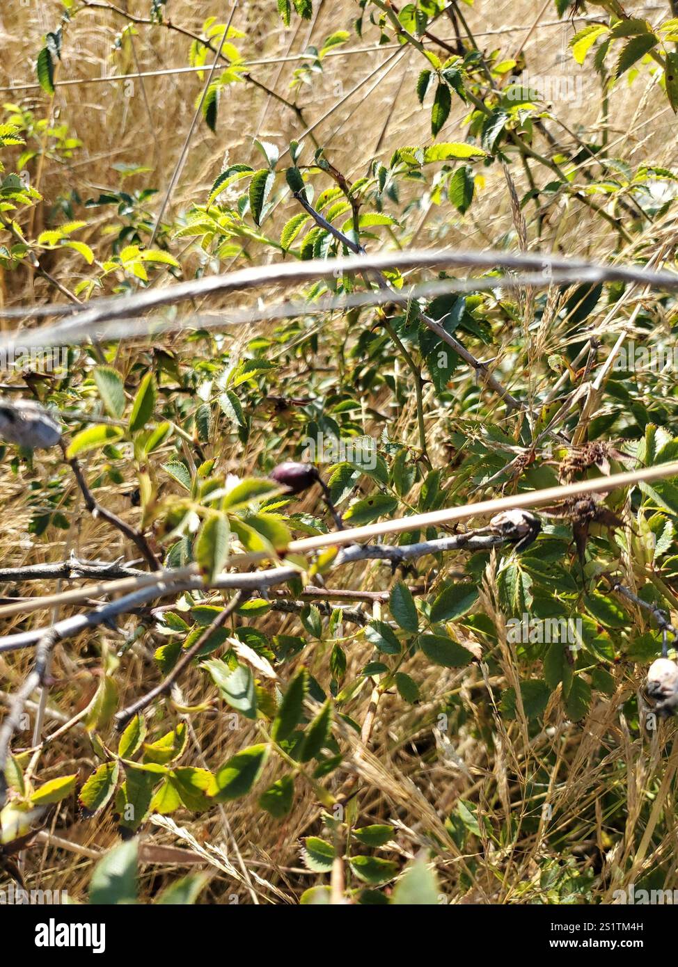 Mossy Rose Gall Wasp (Diplolepis rosae Stock Photo - Alamy