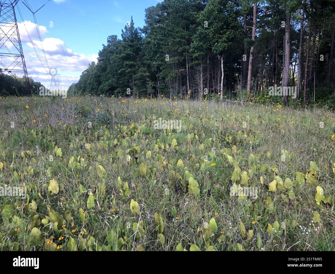 prairie dock (Silphium terebinthinaceum Stock Photo - Alamy