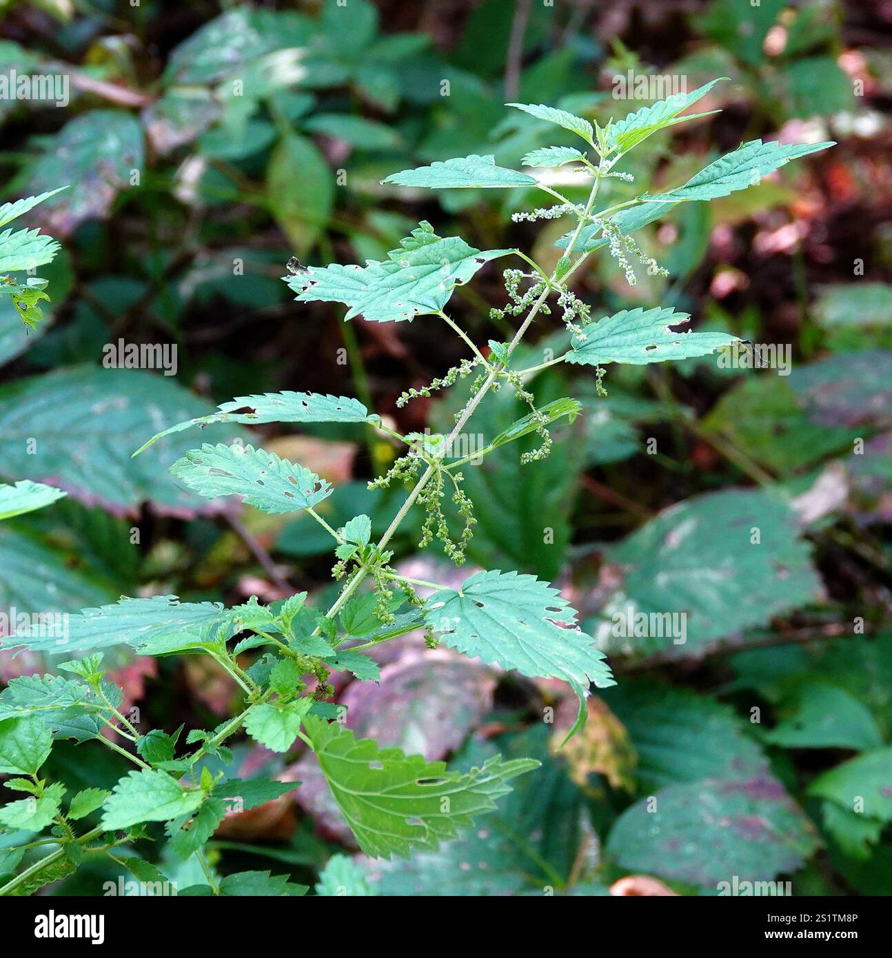 wood nettle (Laportea canadensis Stock Photo - Alamy