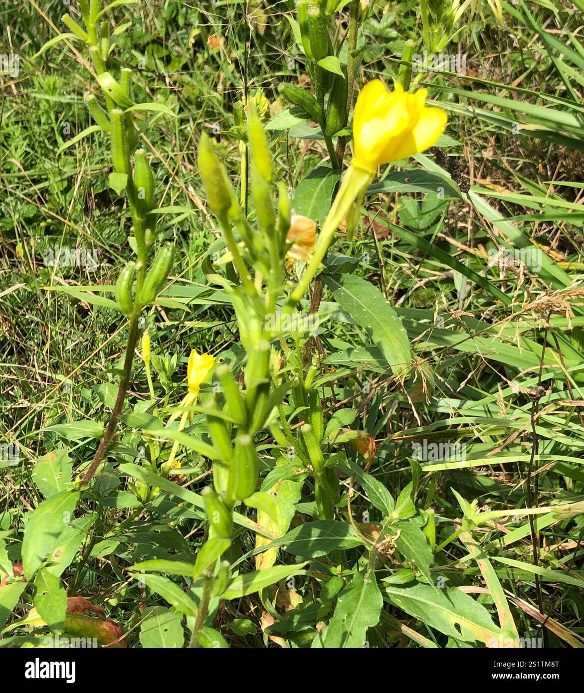 common evening-primrose (Oenothera biennis Stock Photo - Alamy