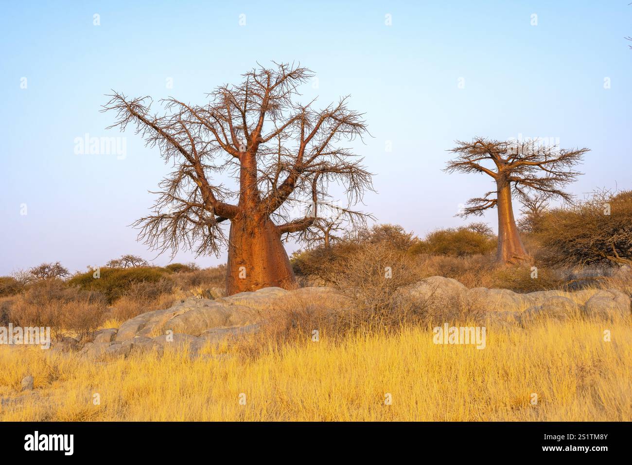 African baobab or baobab tree (Adansonia digitata), several trees at ...