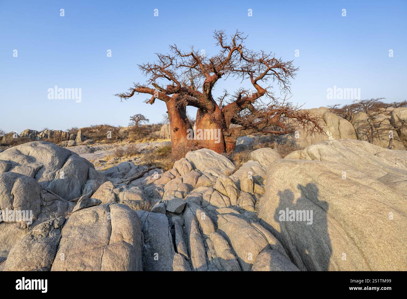 African baobab or baobab tree (Adansonia digitata), between round rocks ...