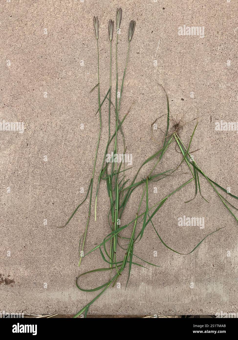 feather finger grass (Chloris virgata Stock Photo - Alamy