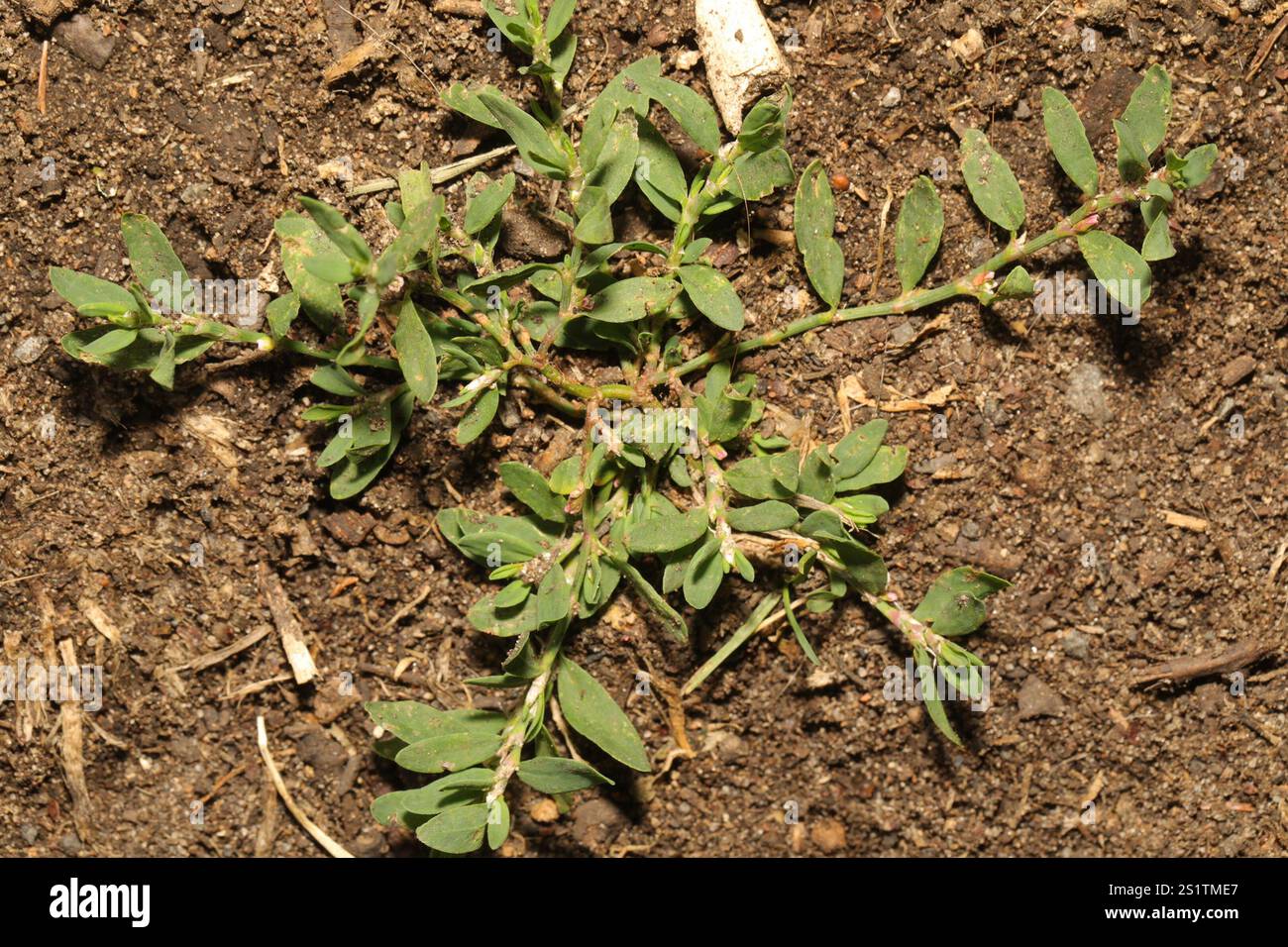 Oval Leaf Knotweed (Polygonum arenastrum Stock Photo - Alamy