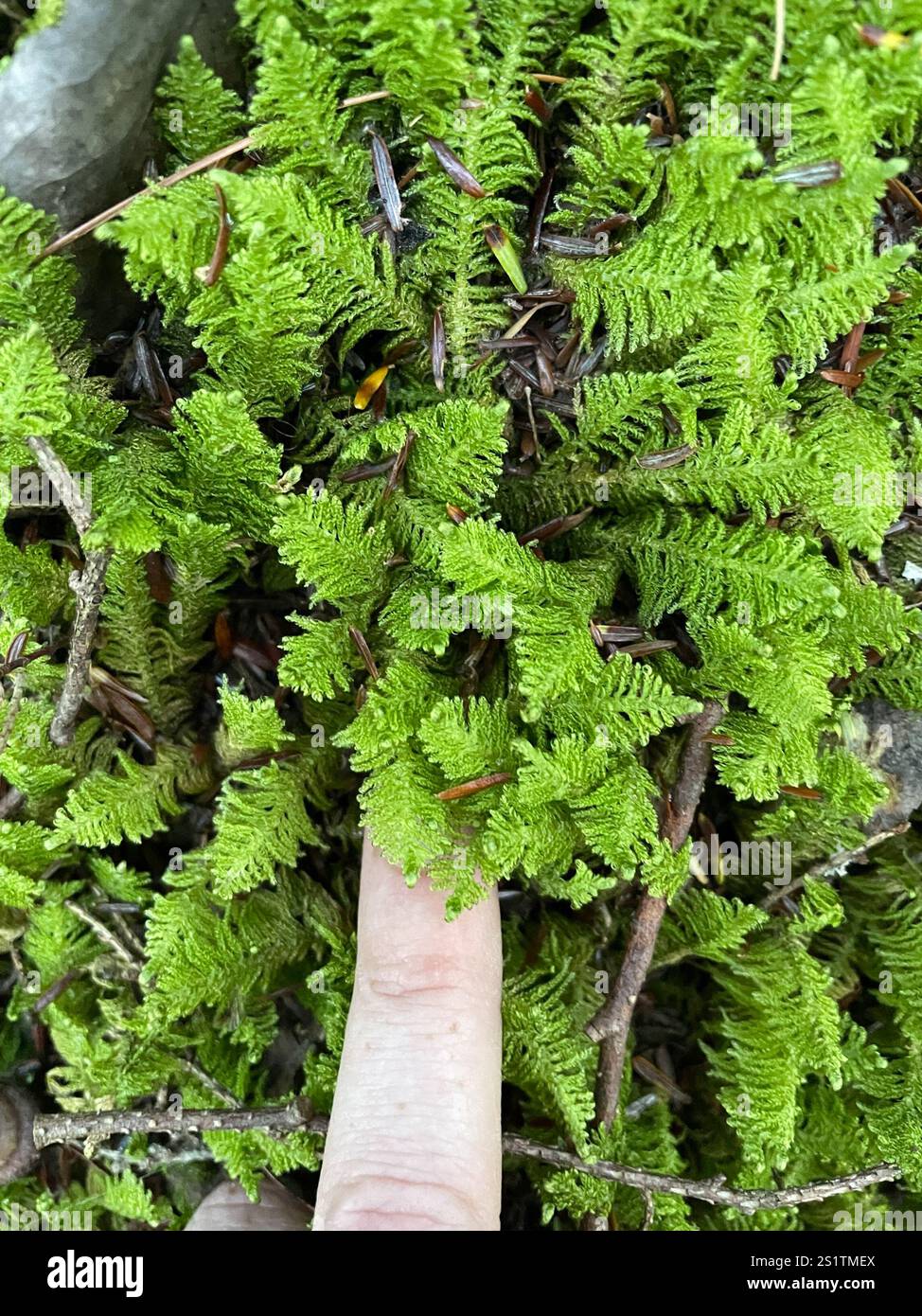 Ostrich-plume Moss (Ptilium crista-castrensis Stock Photo - Alamy