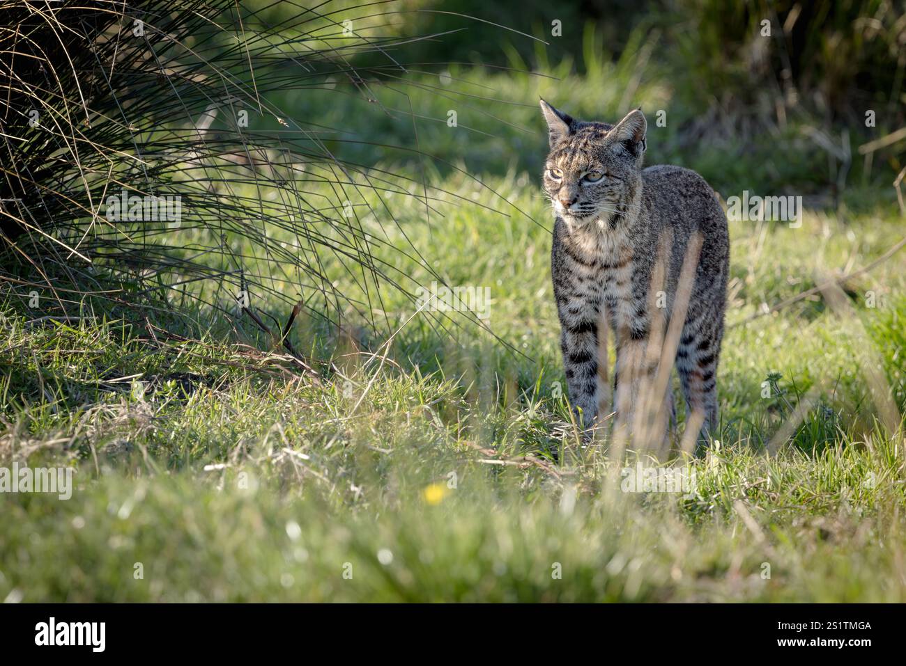 A wild Bobcat (Lynx rufus) is an adaptable and beautiful predator seen ...