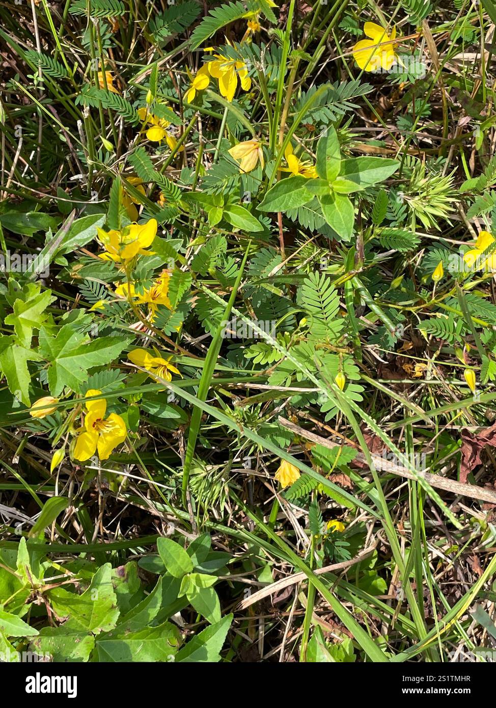 partridge pea (Chamaecrista fasciculata Stock Photo - Alamy
