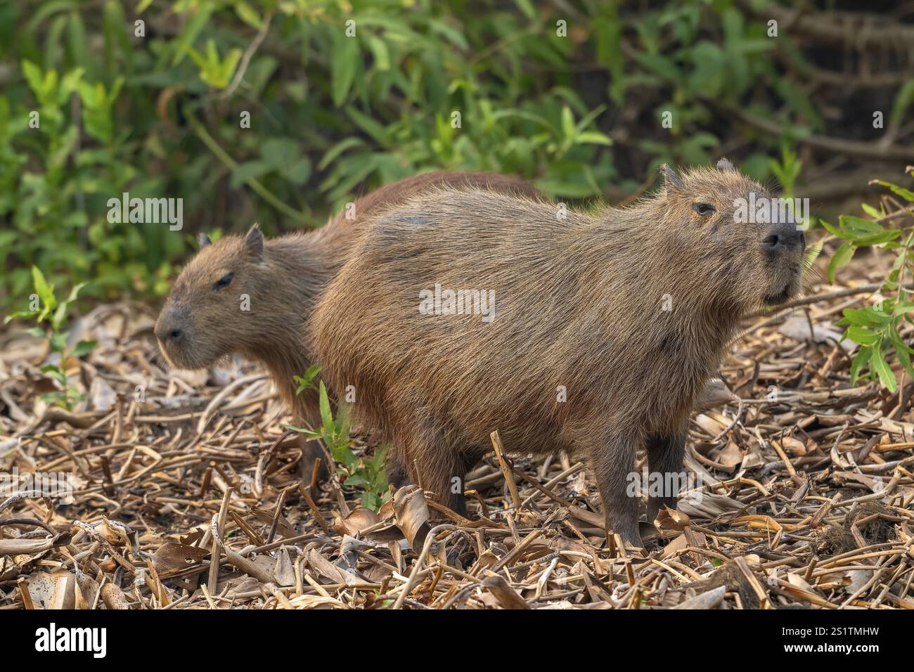 Capybara or capybara (Hydrochoerus hydrochaeris), 2 animals, Pantanal ...