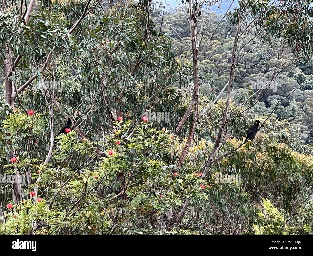 Yellow-tailed Black Cockatoo (Zanda funerea Stock Photo - Alamy