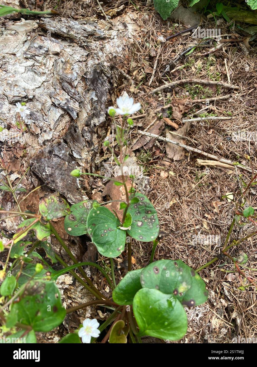 Candy Flower (Claytonia sibirica Stock Photo - Alamy