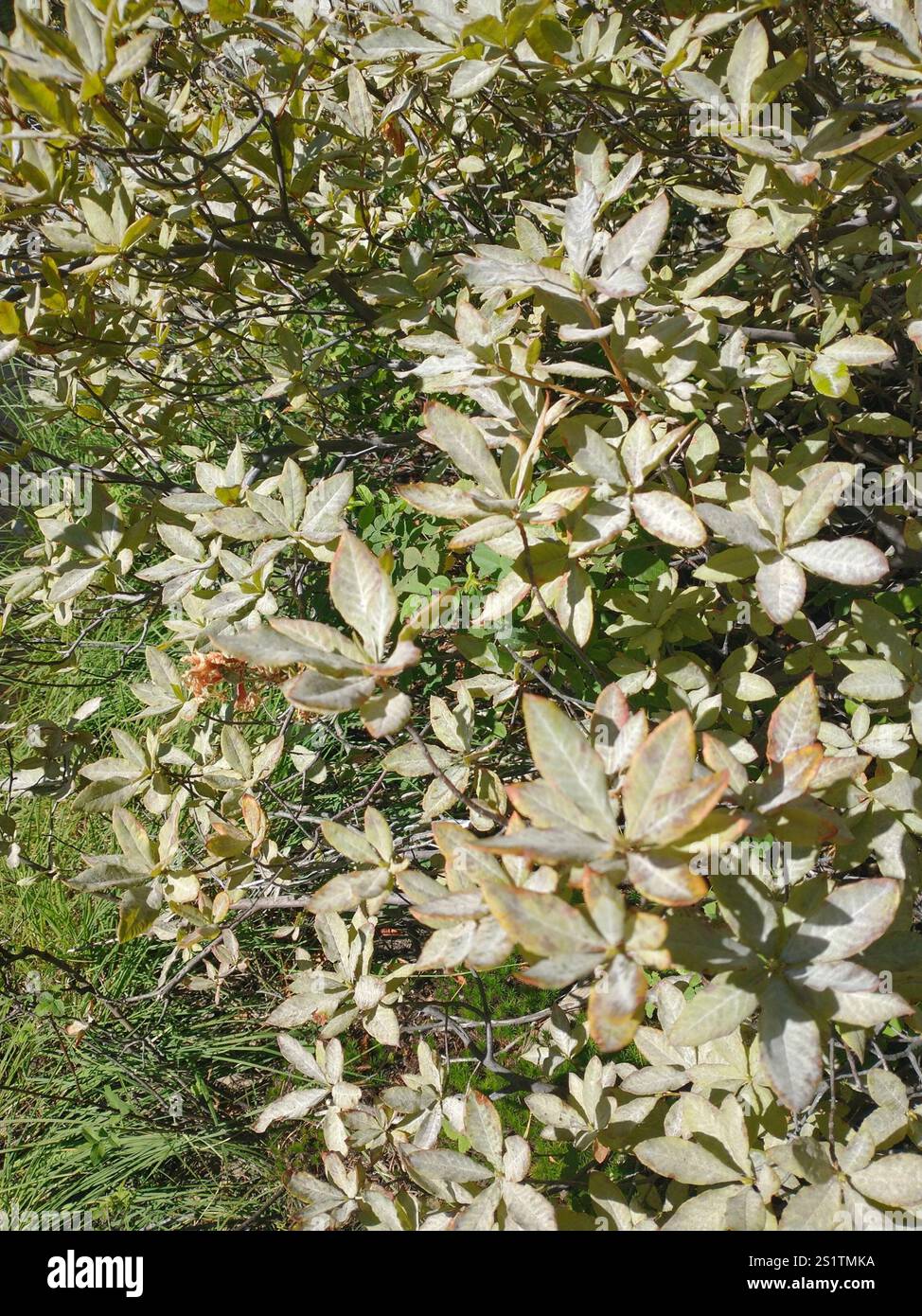 Azaleae hi-res stock photography and images - Alamy