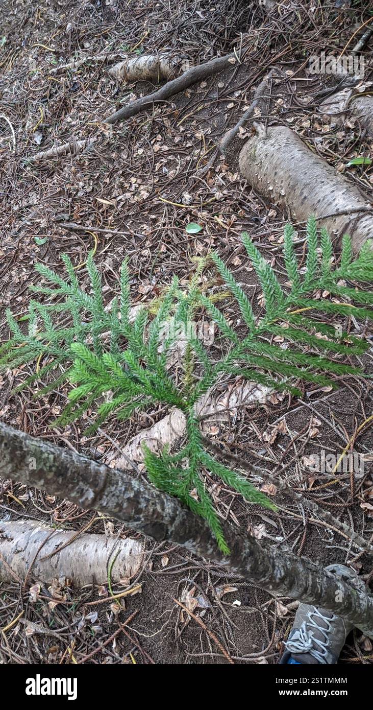 Cook pine (Araucaria columnaris Stock Photo - Alamy