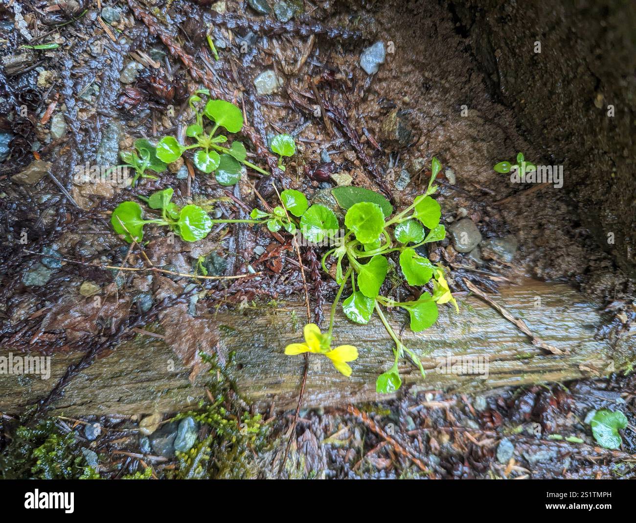 Redwood Violet (Viola sempervirens Stock Photo - Alamy