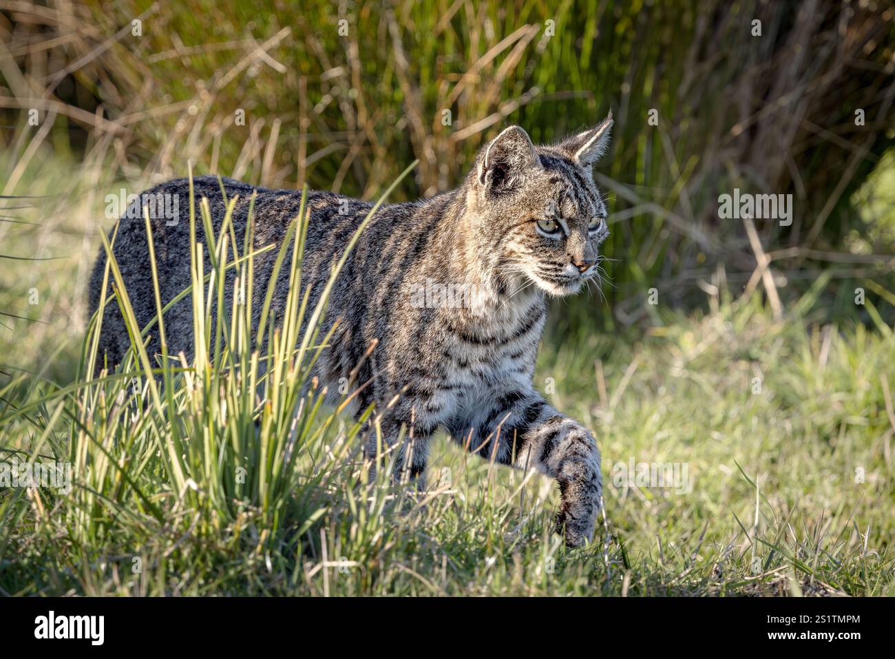 A wild Bobcat (Lynx rufus) is an adaptable and beautiful predator seen ...
