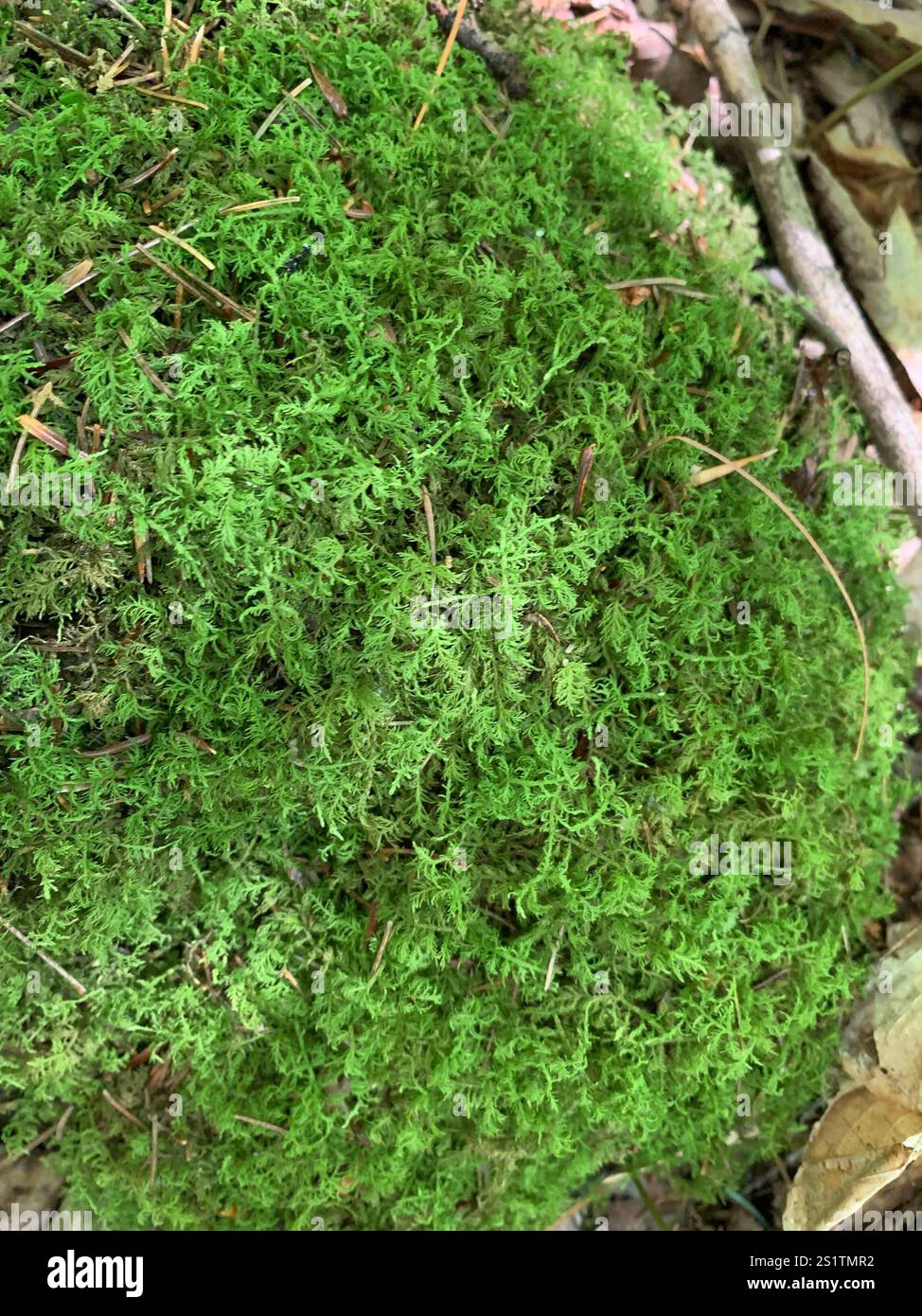 delicate fern moss (Thuidium delicatulum Stock Photo - Alamy