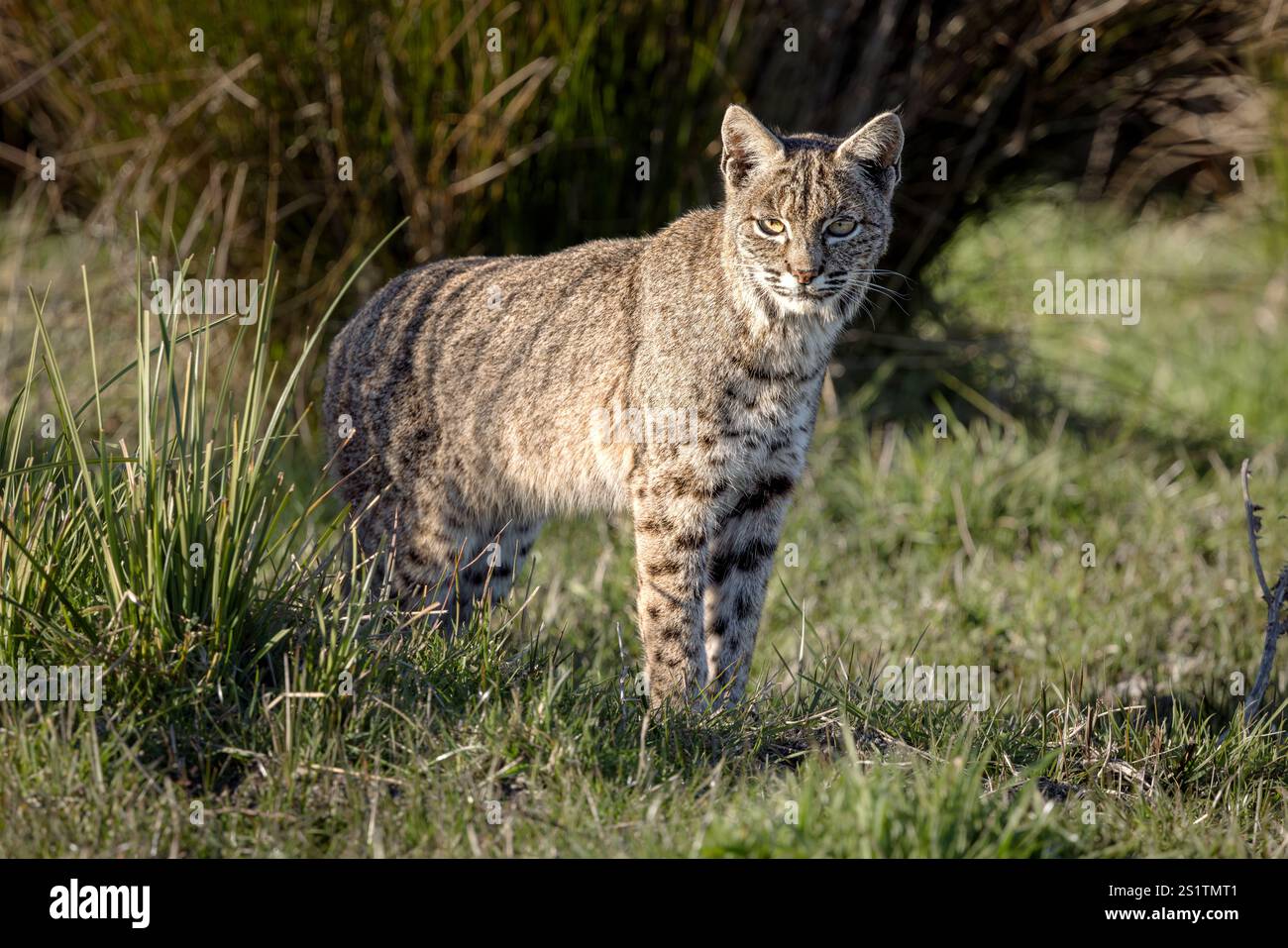 A wild Bobcat (Lynx rufus) is an adaptable and beautiful predator seen ...
