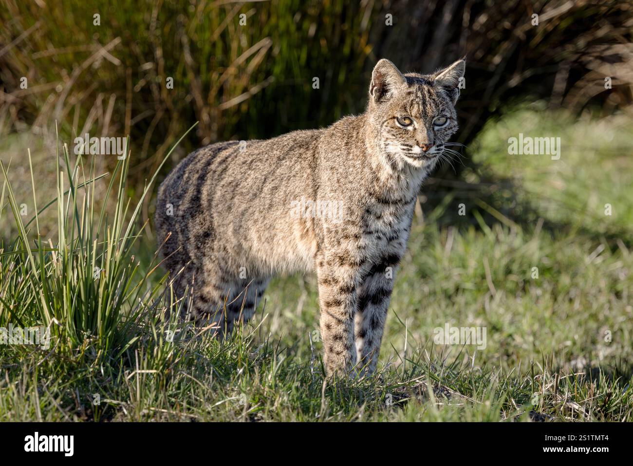 A wild Bobcat (Lynx rufus) is an adaptable and beautiful predator seen ...