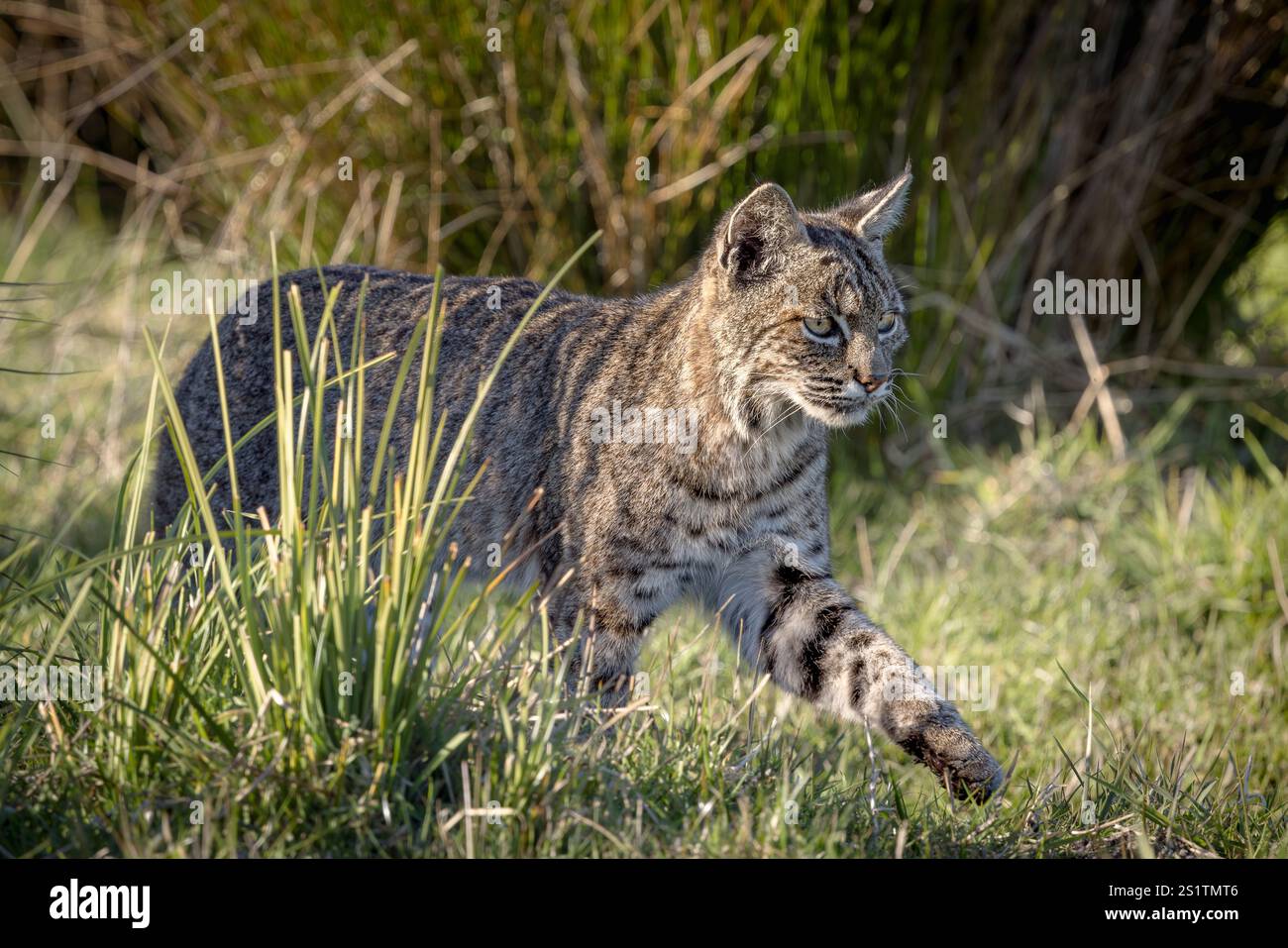 A wild Bobcat (Lynx rufus) is an adaptable and beautiful predator seen ...