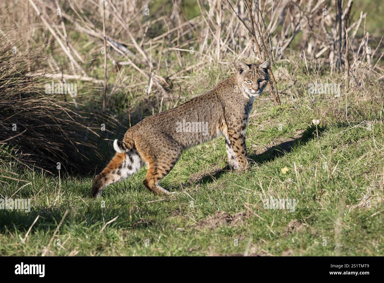 A wild Bobcat (Lynx rufus) is an adaptable and beautiful predator seen ...