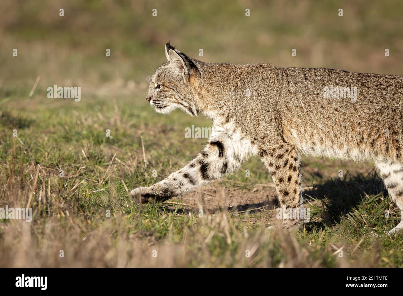 A wild Bobcat (Lynx rufus) is an adaptable and beautiful predator seen ...