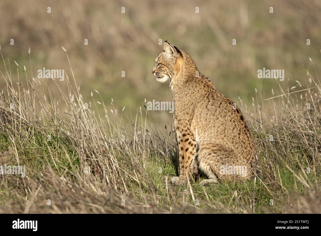 A wild Bobcat (Lynx rufus) is an adaptable and beautiful predator seen ...