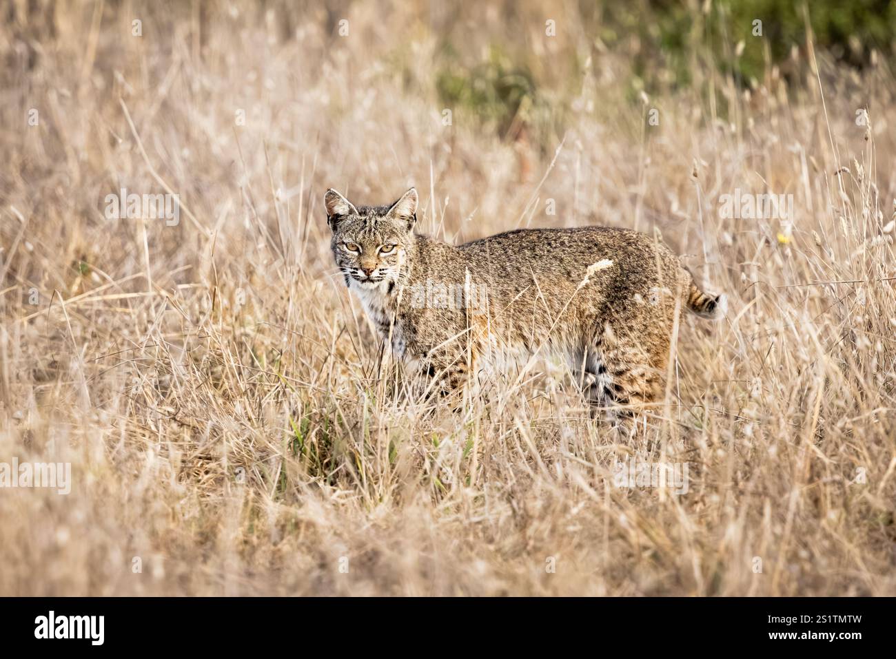 A wild Bobcat (Lynx rufus) is an adaptable and beautiful predator seen ...