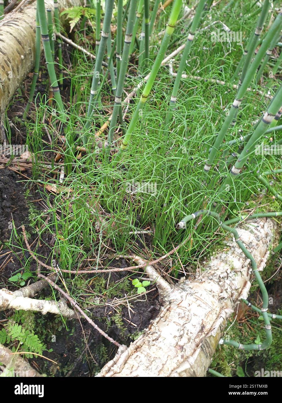 dwarf horsetail (Equisetum scirpoides Stock Photo - Alamy