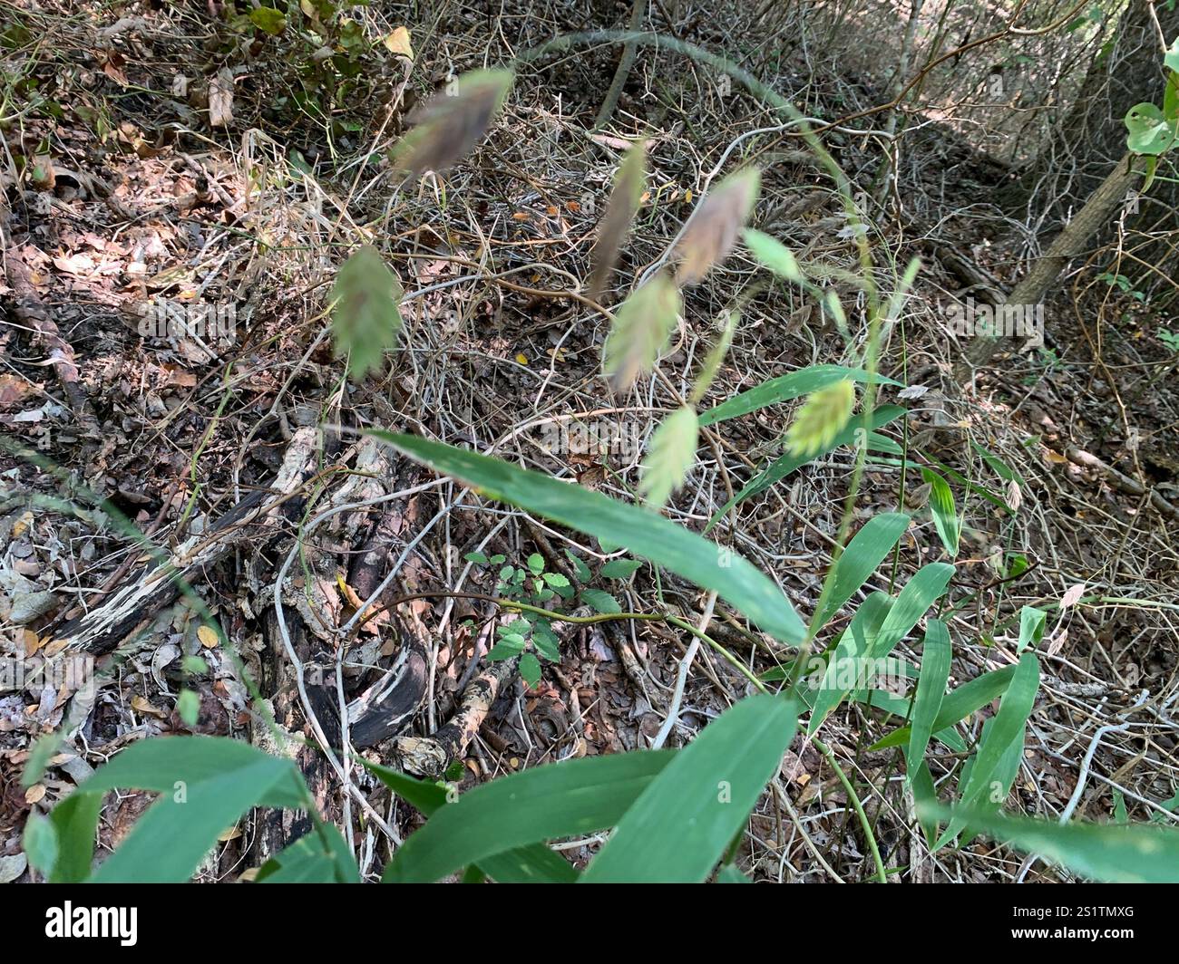inland wood oats (Chasmanthium latifolium Stock Photo - Alamy