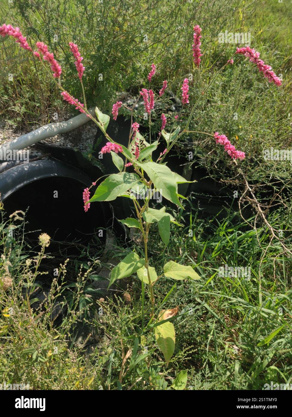 water smartweed (Persicaria amphibia Stock Photo - Alamy