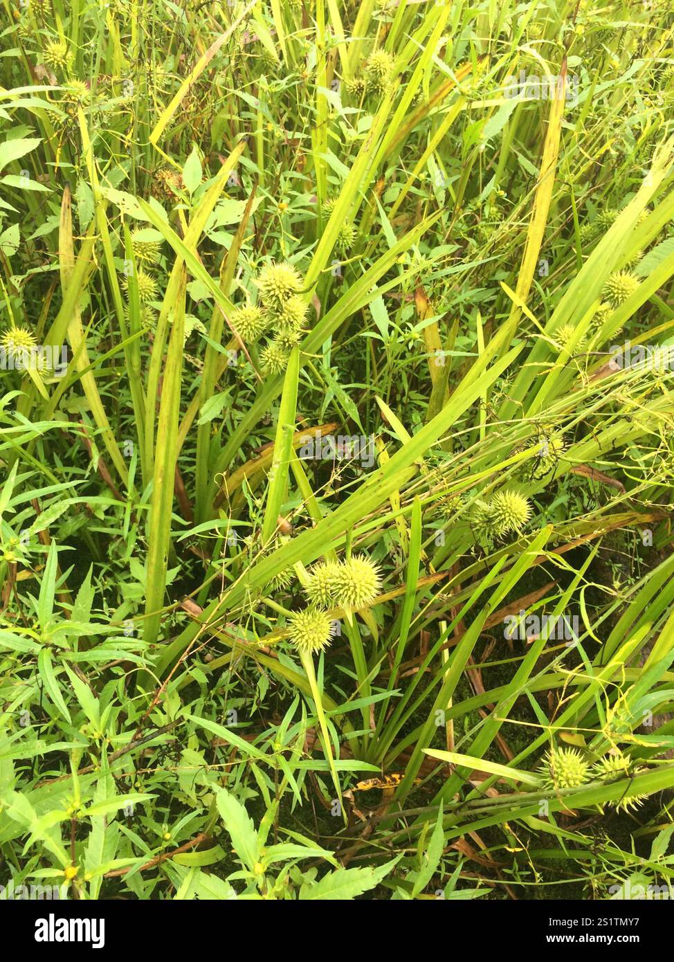 American bur-reed (Sparganium americanum Stock Photo - Alamy