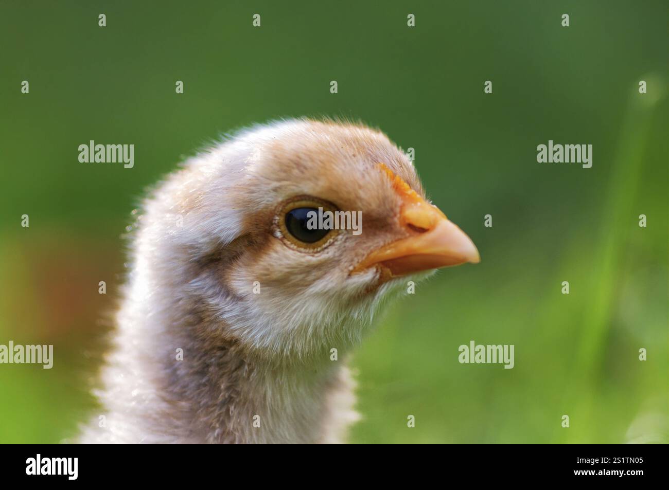 Chicken with little hatchling on a farm Stock Photo - Alamy