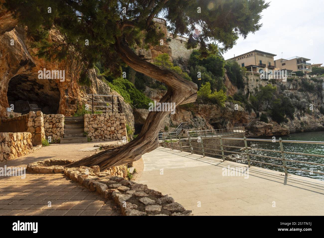 Weathered juniper tree enhancing the seaside promenade in puerto cristo ...