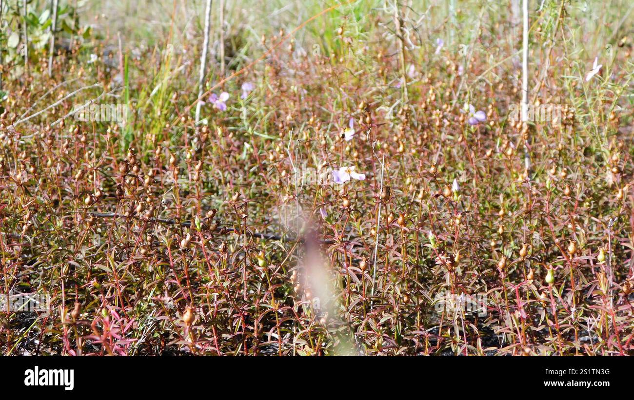 Maryland meadowbeauty (Rhexia mariana mariana Stock Photo - Alamy