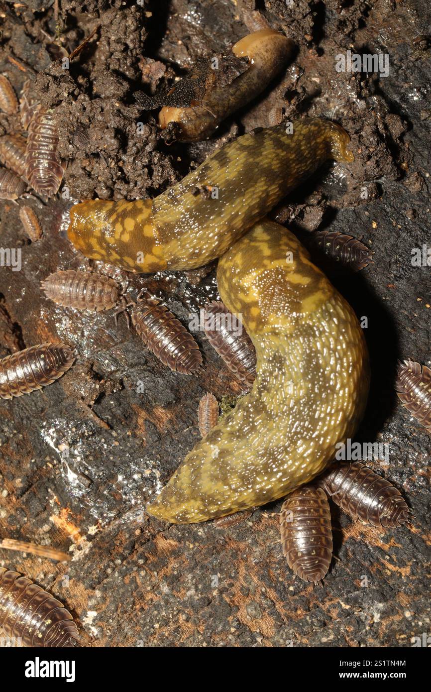 Green Cellar Slug (Limacus maculatus Stock Photo - Alamy