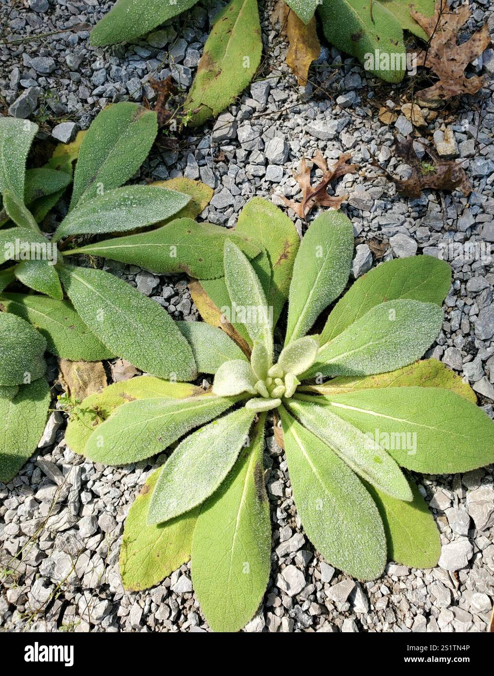 great mullein (Verbascum thapsus Stock Photo - Alamy