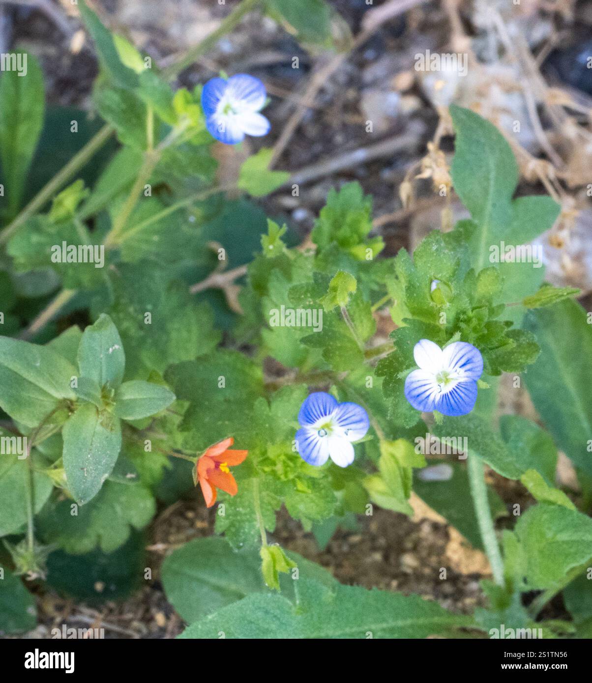 bird's-eye speedwell (Veronica persica Stock Photo - Alamy