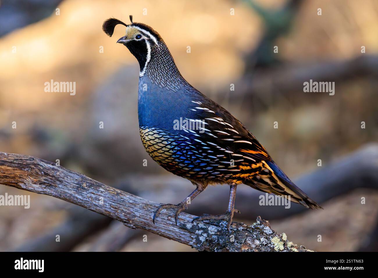California quail (Callipepla californica) the State Bird of California ...