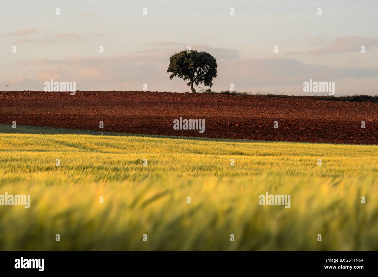 Grainfield at sunset with the sun behind it and a lonely tree in the ...