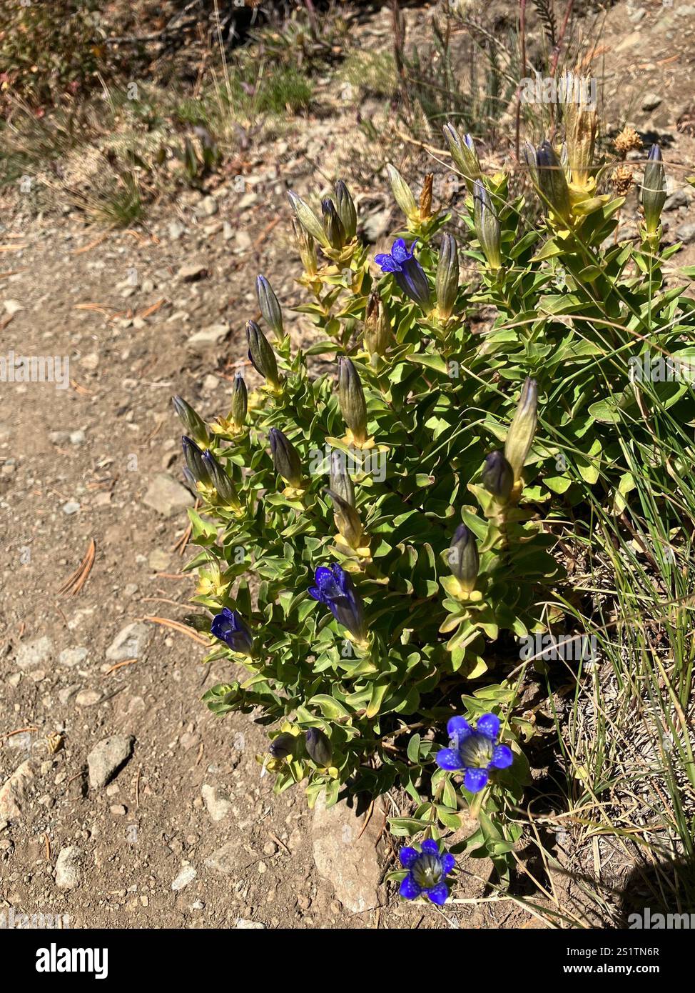 Mountain Bog Gentian (Gentiana calycosa Stock Photo - Alamy