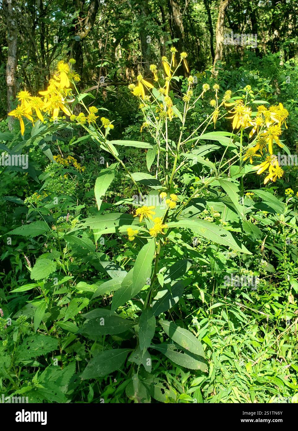 Wingstem (Verbesina alternifolia Stock Photo - Alamy