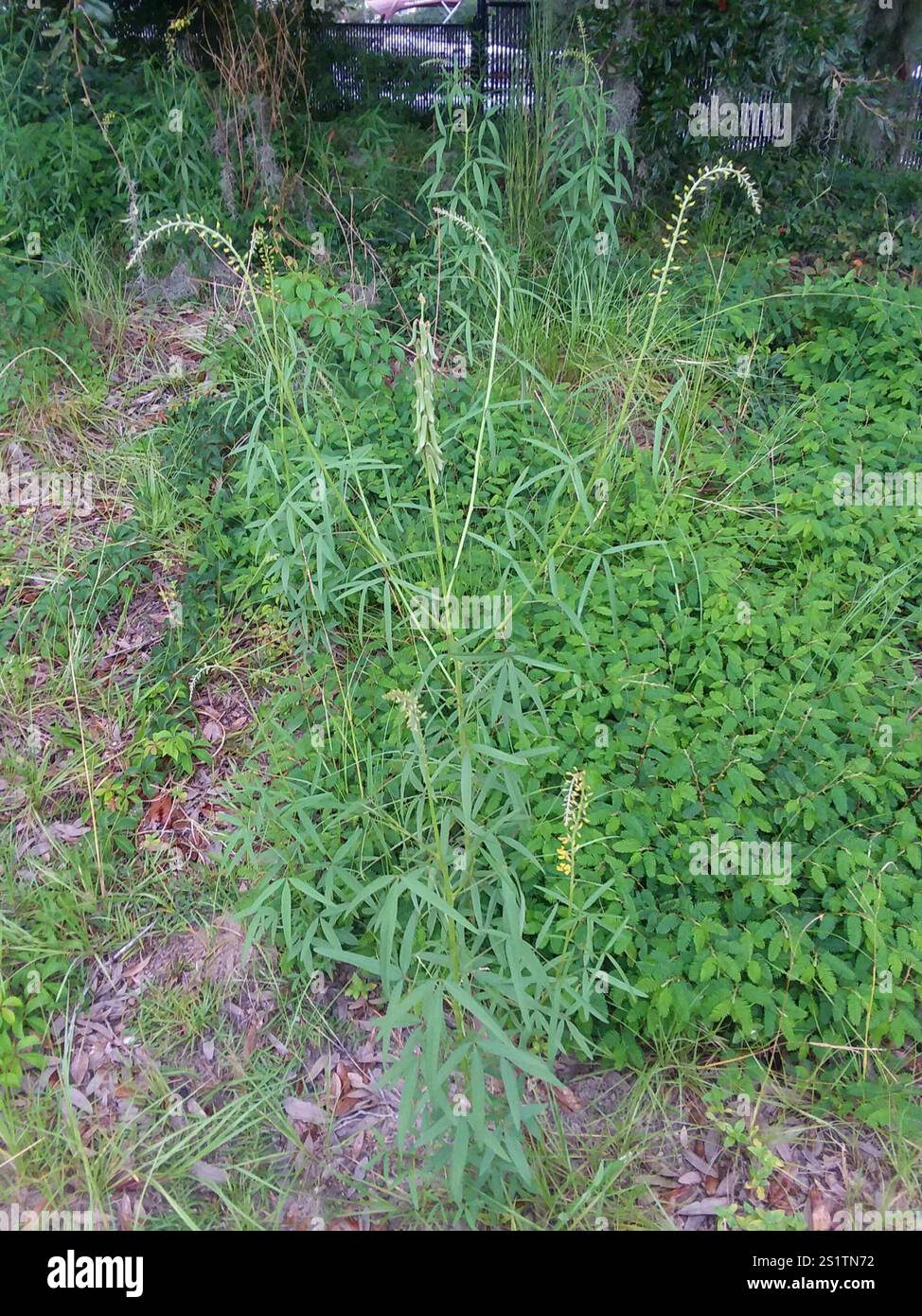 lanceleaf rattlebox (Crotalaria lanceolata Stock Photo - Alamy
