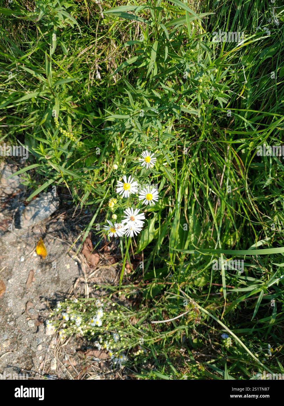 panicled aster (Symphyotrichum lanceolatum Stock Photo - Alamy