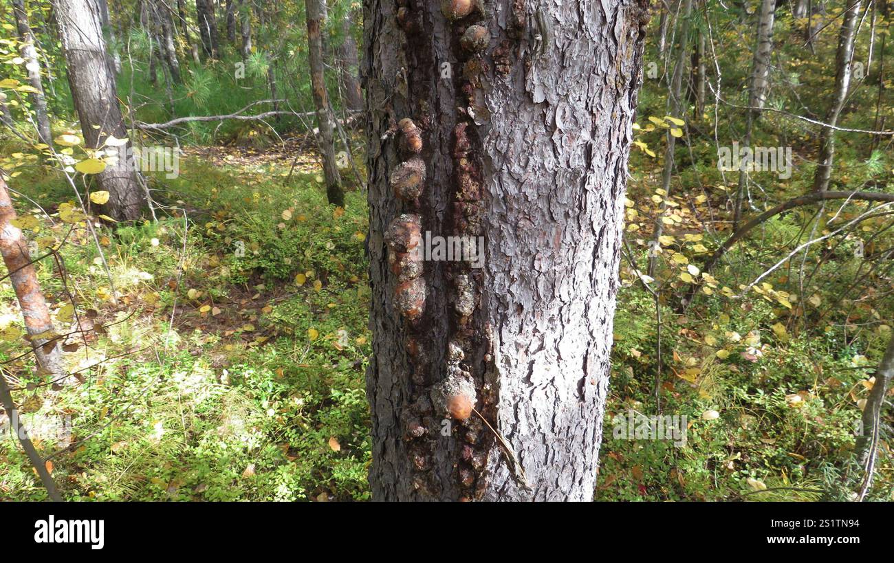 Siberian spruce (Picea obovata Stock Photo - Alamy