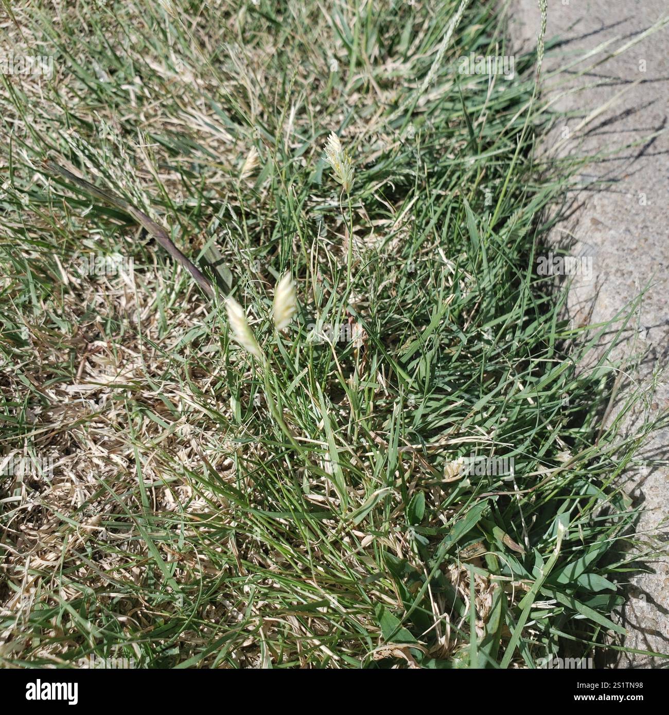 Bouteloua dactyloides hi-res stock photography and images - Alamy