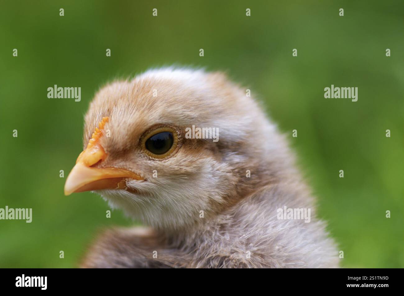Chicken with little hatchling on a farm Stock Photo - Alamy