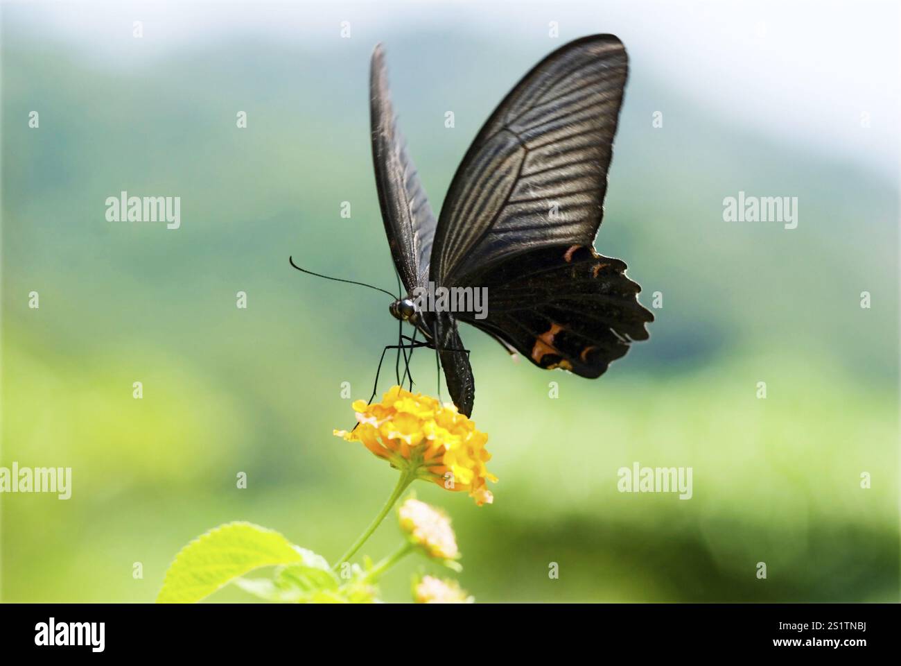 A black male Great Mormon butterfly (Papilio memnon) with intricate ...