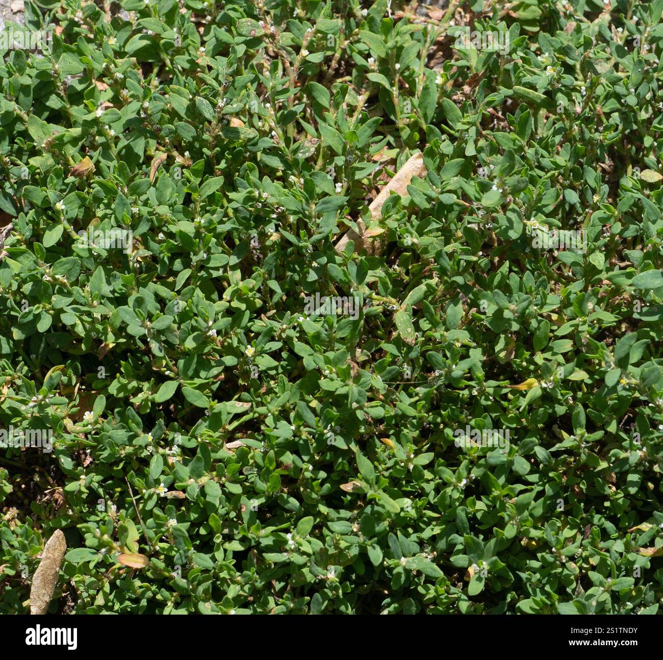 Prostrate Knotweed (Polygonum aviculare Stock Photo - Alamy