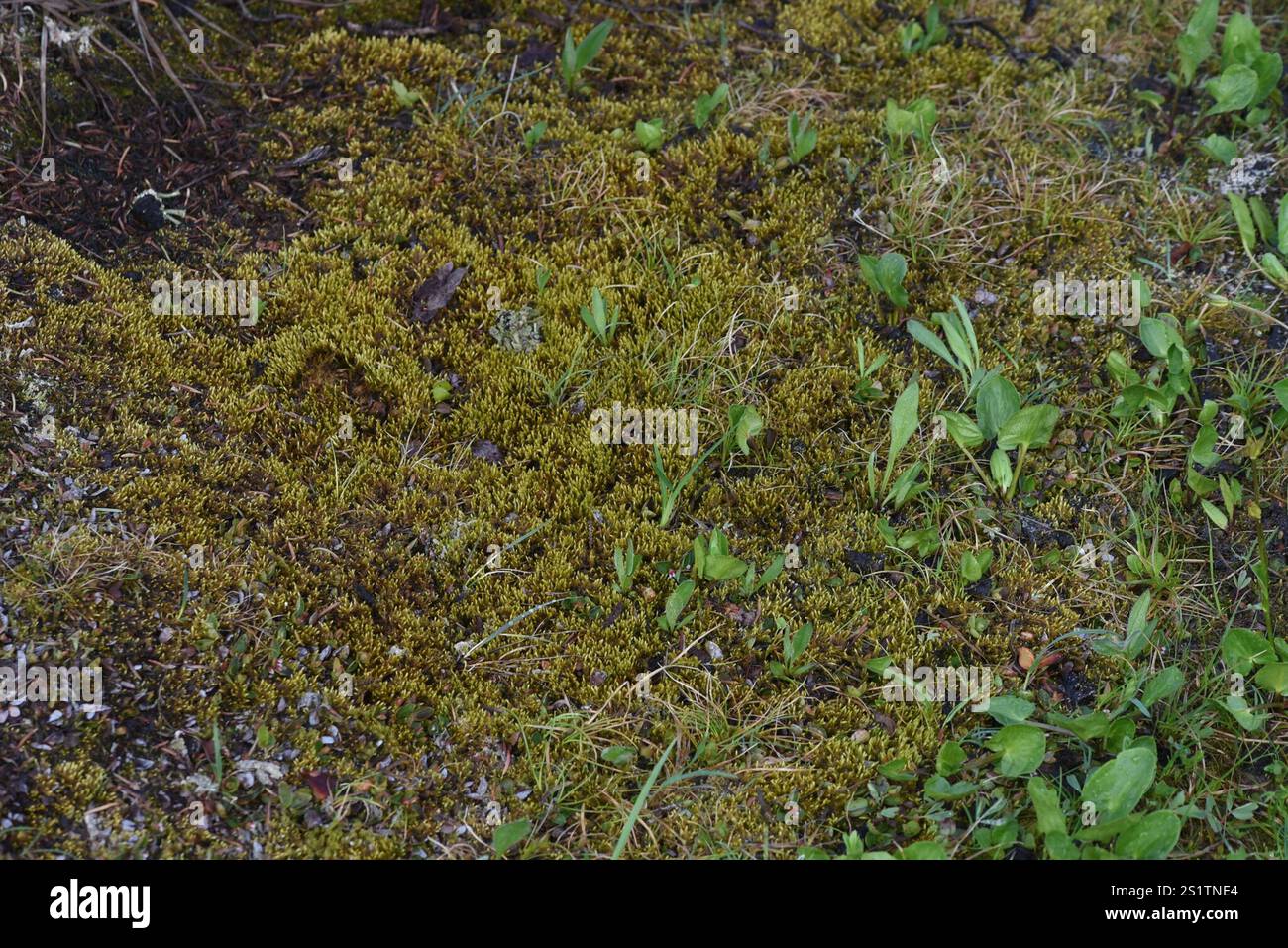 ribbed bog moss (Aulacomnium palustre Stock Photo - Alamy