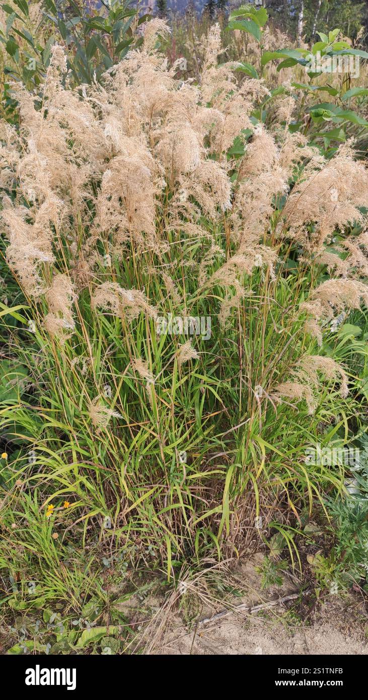 Scandinavian Small-reed (Calamagrostis purpurea Stock Photo - Alamy